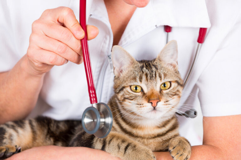 A Comprehensive Guide to Veterinary Medications & Their Uses
